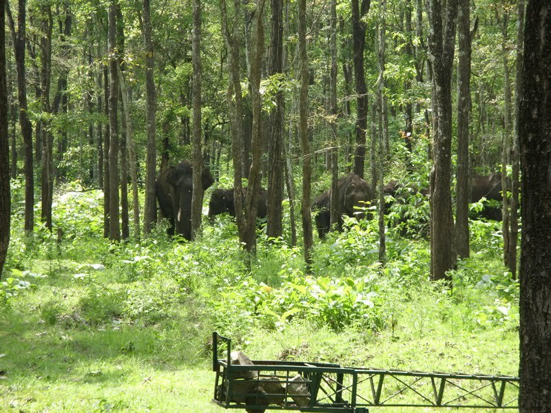 Top travel destinations Wayanad | Holiday packages Wayanad